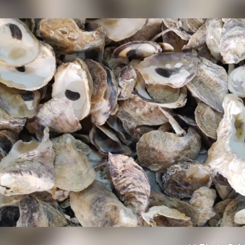 Talaba / Cuupped Oyster | Shopee Philippines