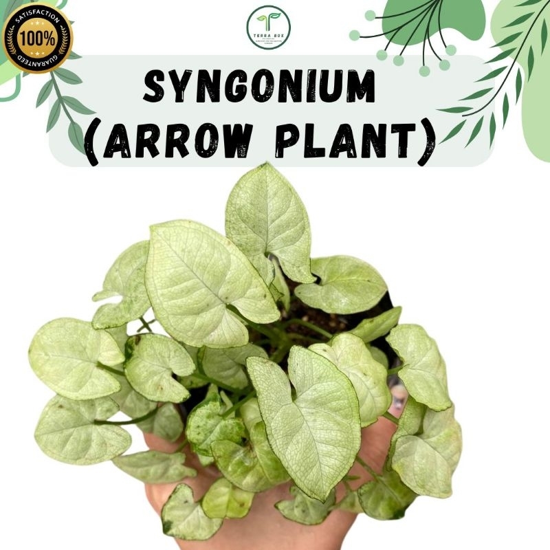 SYNGONIUM (ARROW PLANT) | Shopee Philippines