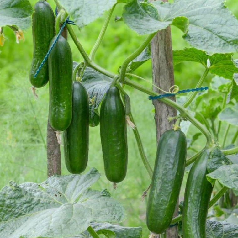 100% Original CUCUMBER SEEDS /EASY TO GROW/HYBRID/HIGH YIELDING ...