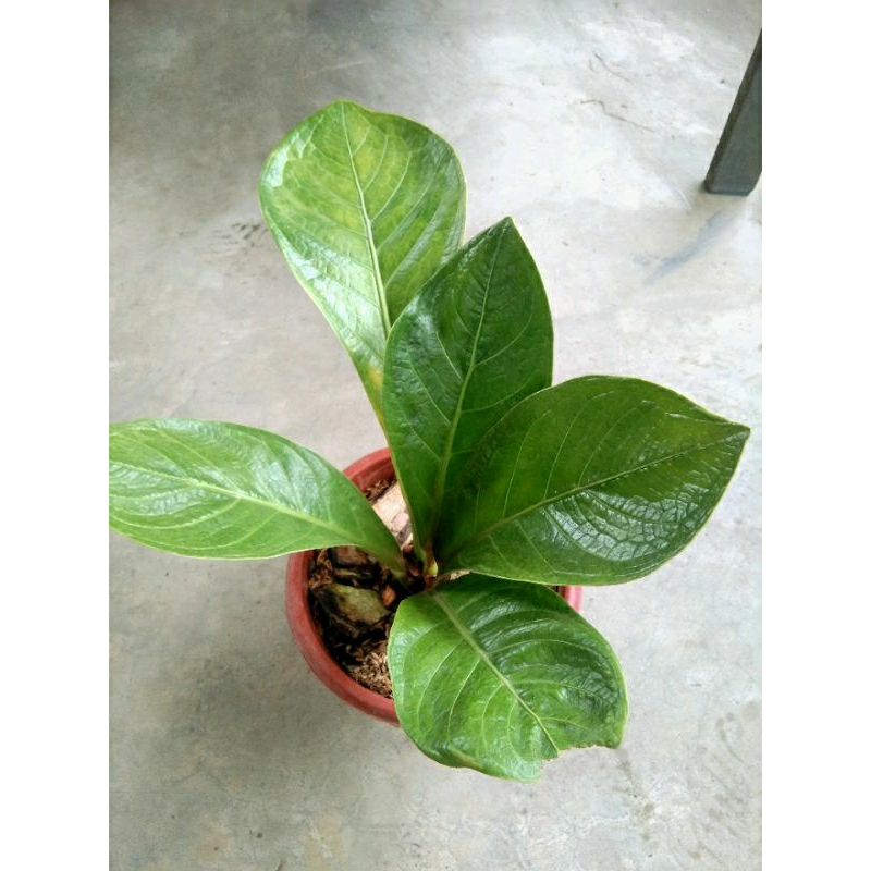 Anthurium Pagoda Cardboard, live plant | Shopee Philippines