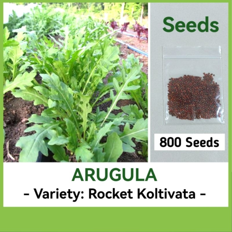 ARUGULA SEEDS - ROCKET KOLTIVATA Variety - High Quality Vegetable Seeds ...