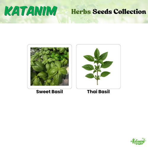 Basil Seeds by Katanim | Hydroponics Sweet Basil and Thai Basil ...