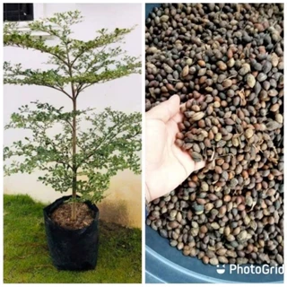 african talisay plants - Best Prices and Online Promos - Oct 2025 ...
