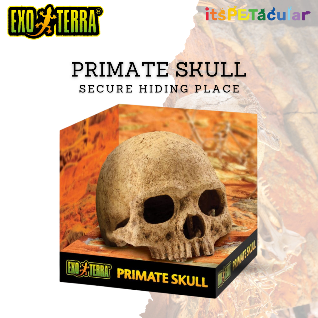 Exo Terra Primate Skull (Reptile Cave) Reptile Hide | Shopee Philippines