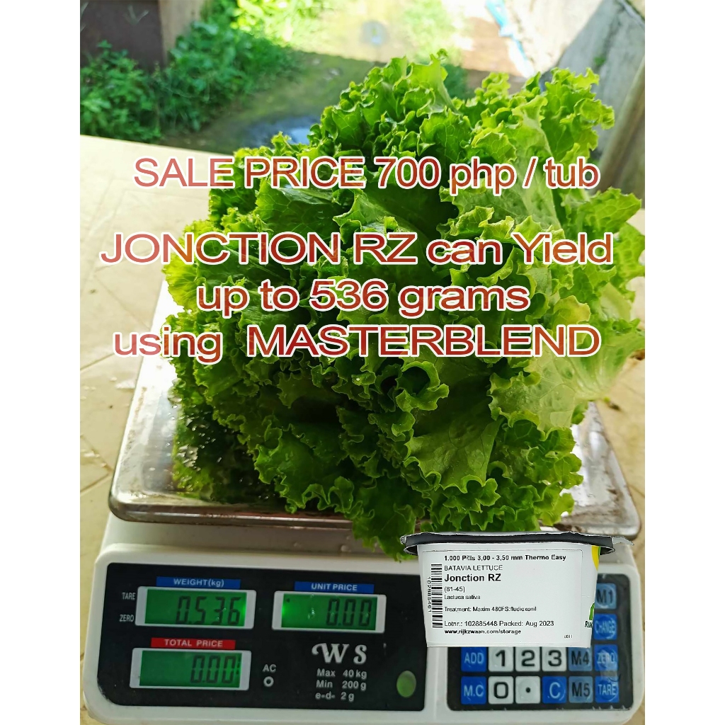 JONCTION LETTUCE SEEDS (1000PILLS) with free MAXIMUS seeds | Shopee ...