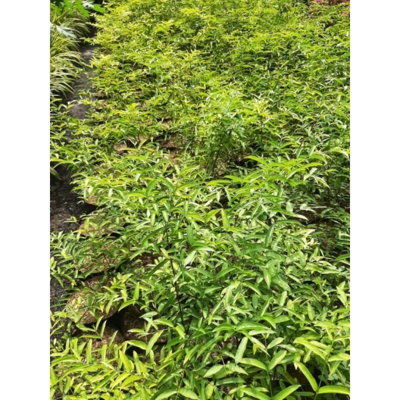 Green Giant Suamei INDOOR PLANT/ WATER JASMINE (Flowering Plant ...