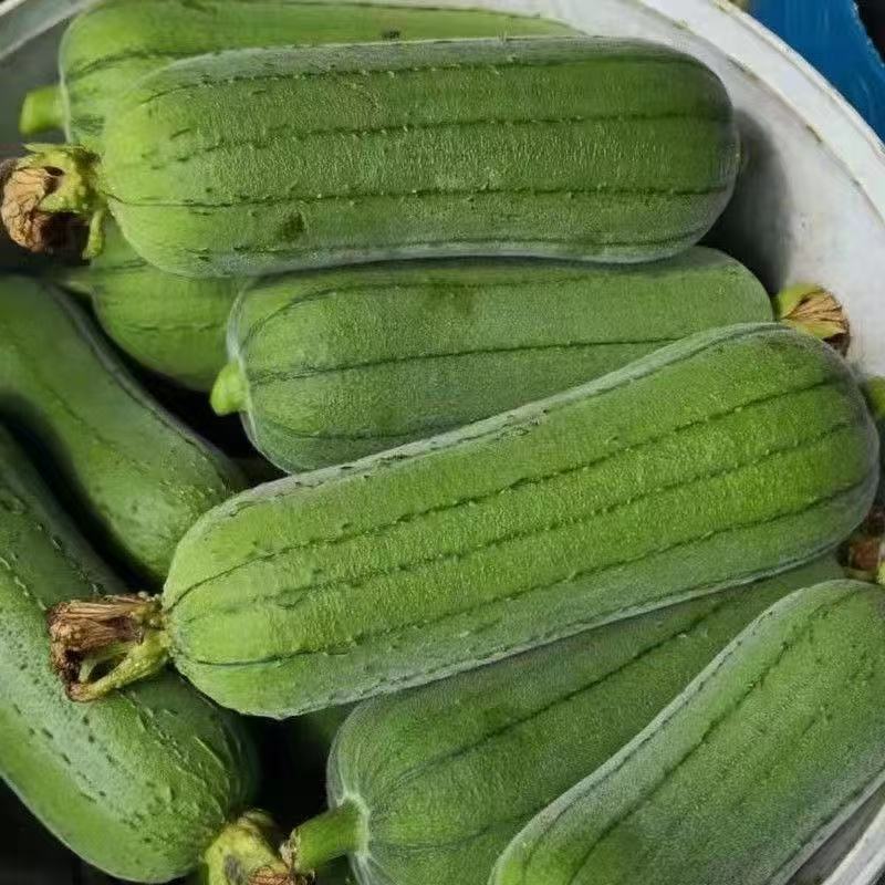 Hybrid Patola Tagalog Seeds for Planting - Fresh (20seeds) Patola ...