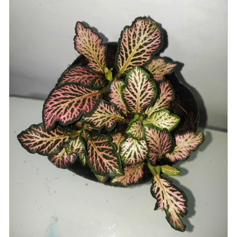 Fittonia Pink Tiger /Fittonia Holland Variety | Shopee Philippines