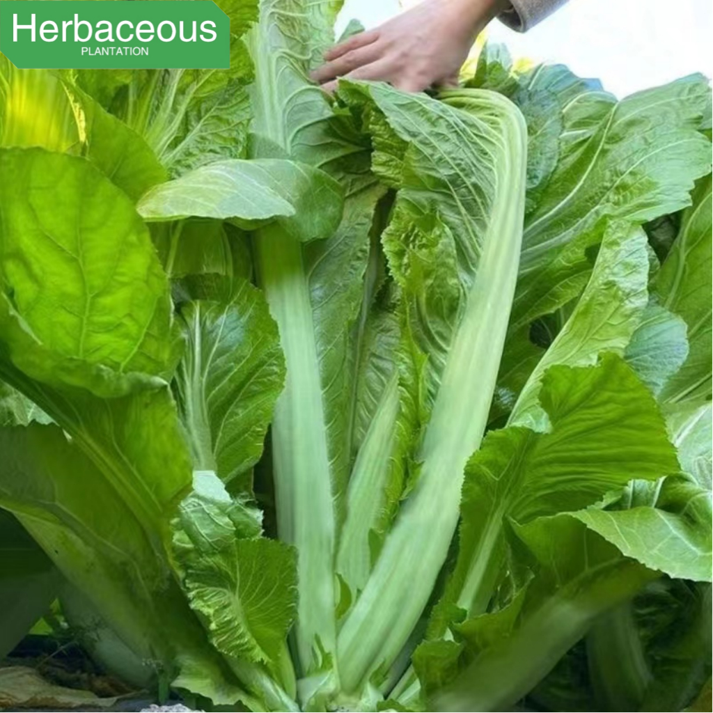 Mustasa Seeds | Mustard Seeds | Vegetables seeds | (500 seeds) Chinese ...