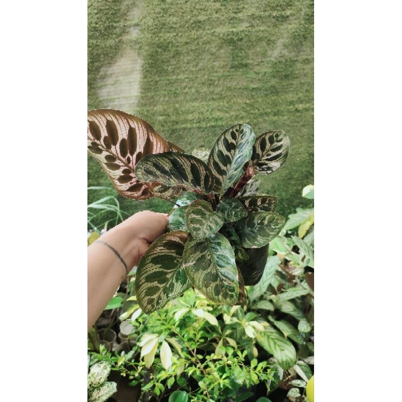 Lush Calathea peacock (liveplant) | Shopee Philippines