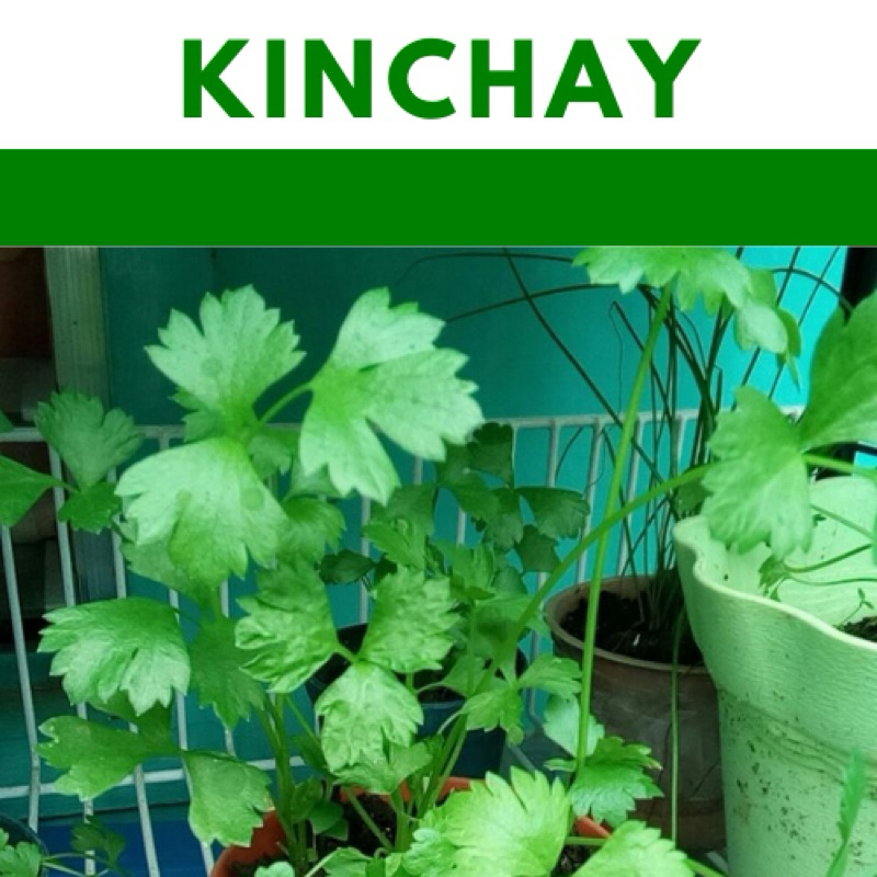 KINCHAY Condor seeds leafy seeds gardening | Shopee Philippines