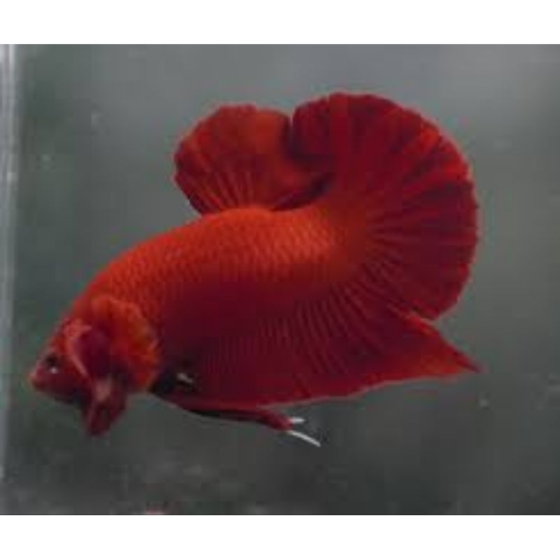 Super Red Hmpk Betta Fish Color Enhancer | Shopee Philippines