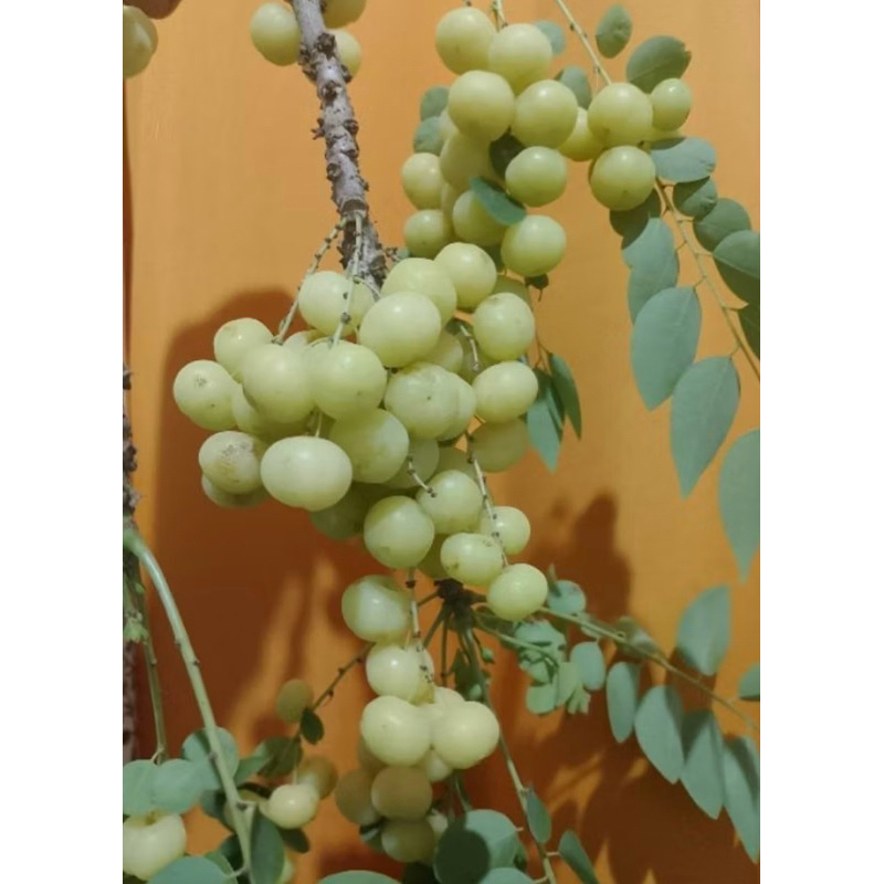 Karamay Star Goose berry seeds for planting ( 10 seeds ) | Shopee ...