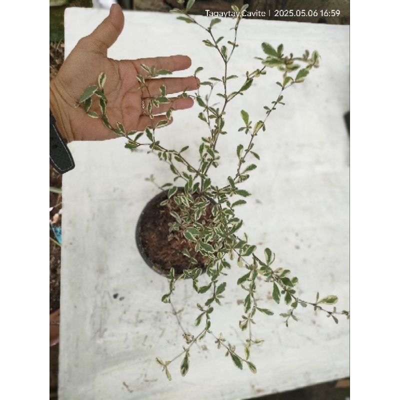 African Talisay Variegated 18 inches height | Shopee Philippines