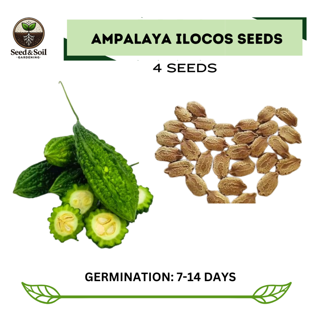 Ampalaya Ilocos Seeds (4pcs)– Native Round Bitter Gourd | Easy to Grow ...
