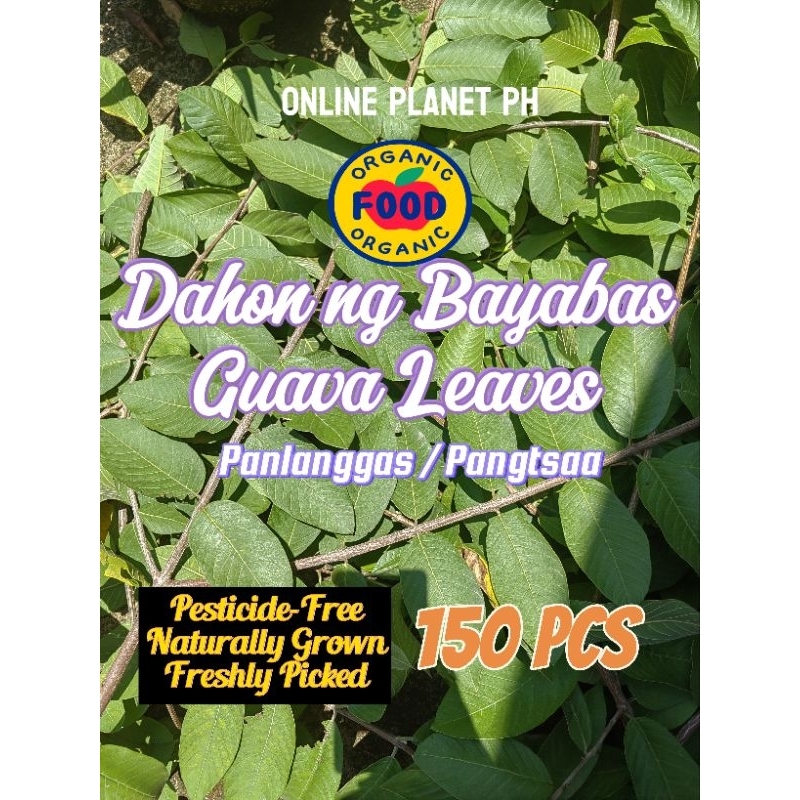 Guava Leaves Dahon ng Bayabas | Freshly Picked (150 pieces) | Shopee ...