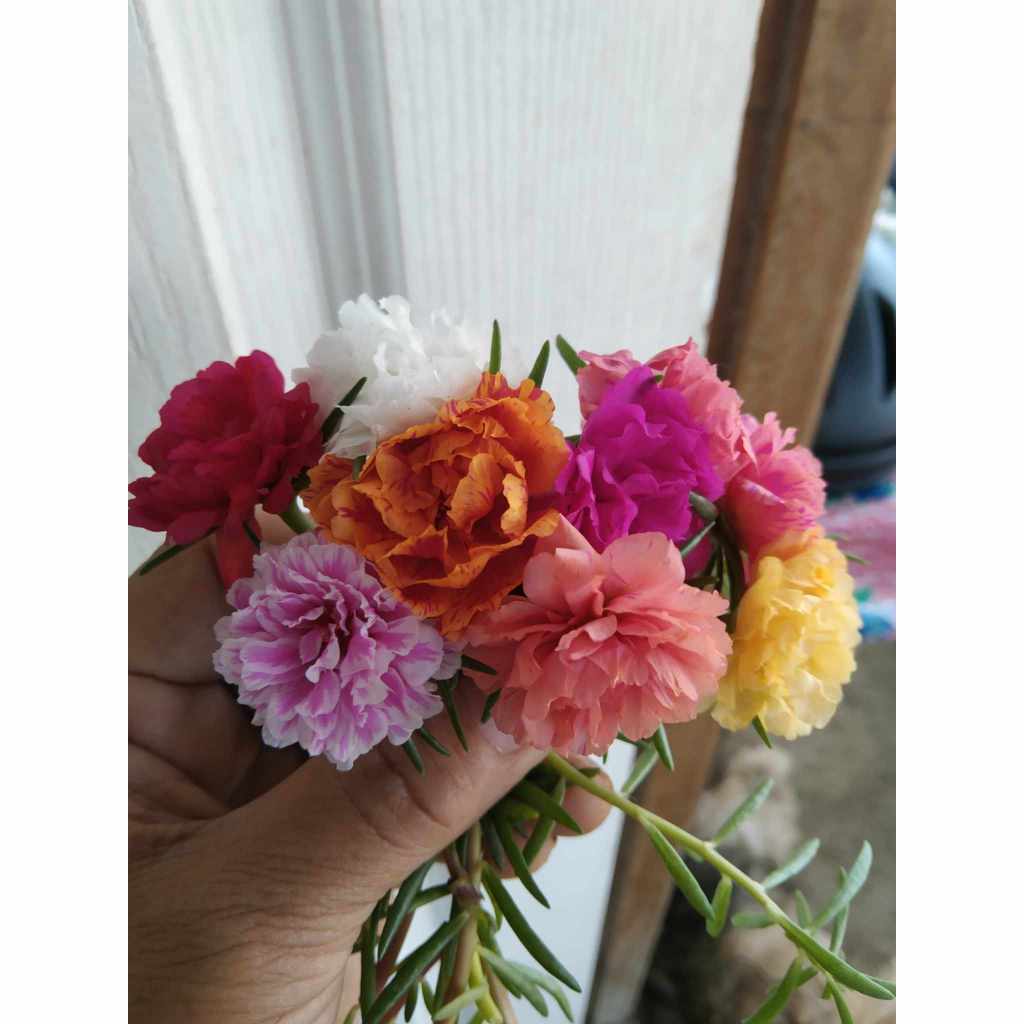 Pink Vietnam Rose | Alas Dyes Plants - Best For Your Garden | Shopee ...