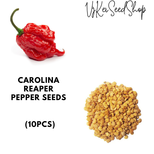 Carolina Reaper Seeds (10pcs) | Shopee Philippines