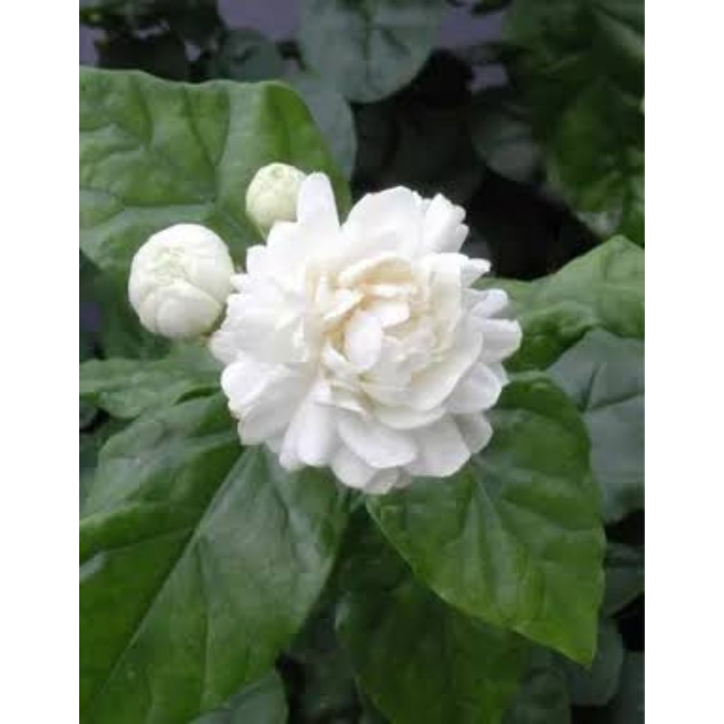 Sampaguita/Kampupot(double petals)(3cuttings) | Shopee Philippines