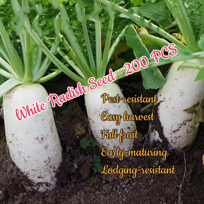 White Radish ( 200 SEEDS ) Seedlings Giant Radish Seeds Condor ...