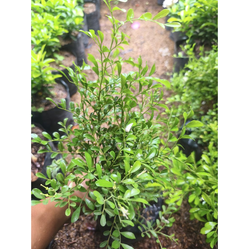 DWARF KAMUNING MABANGO BULAKLAK ( Buy 3 PLUS 1) | Shopee Philippines