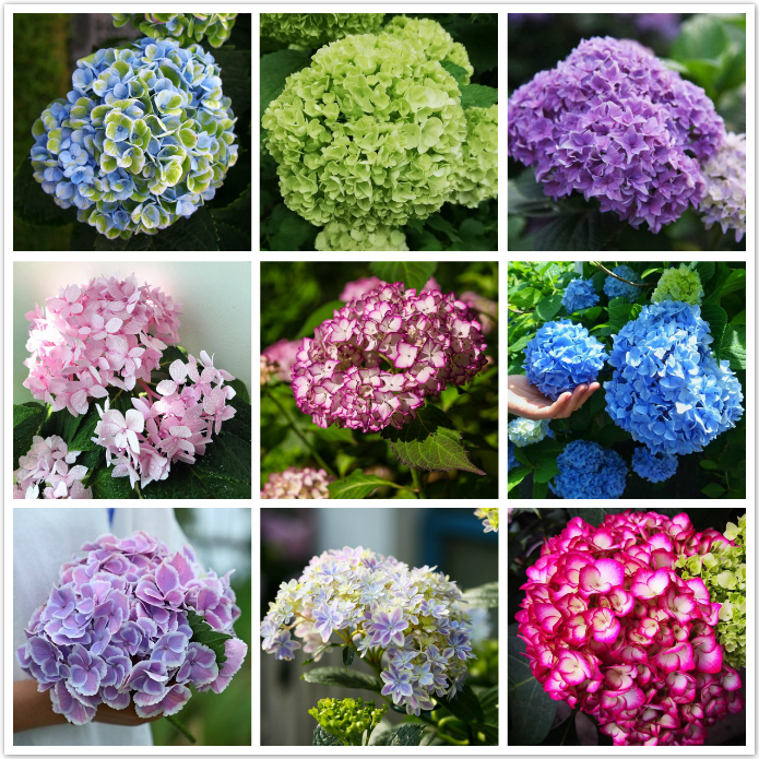 Hydrangea Flower Seeds 20pcs - Mixed Hydrangea Seeds Flower Seeds ...