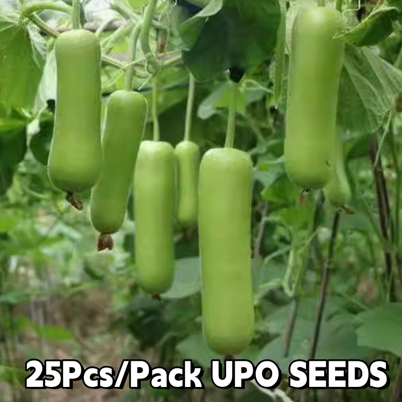 25Pcs/Pack Upo Seeds-High Germination Bonsai Bottle Gourd Vegetable ...