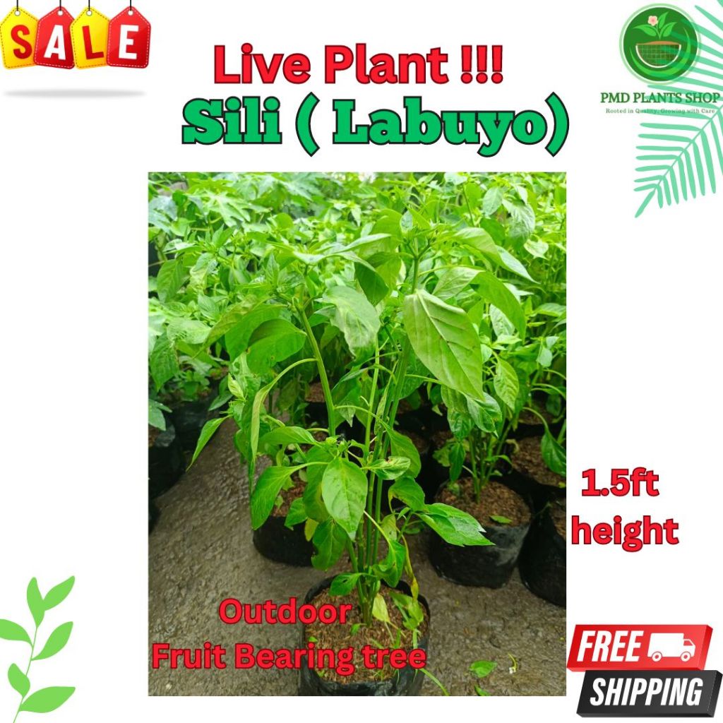 Sili Labuyo (Capsicum frutescens) Fruit bearing tree 1.5 to 2ft tall ...