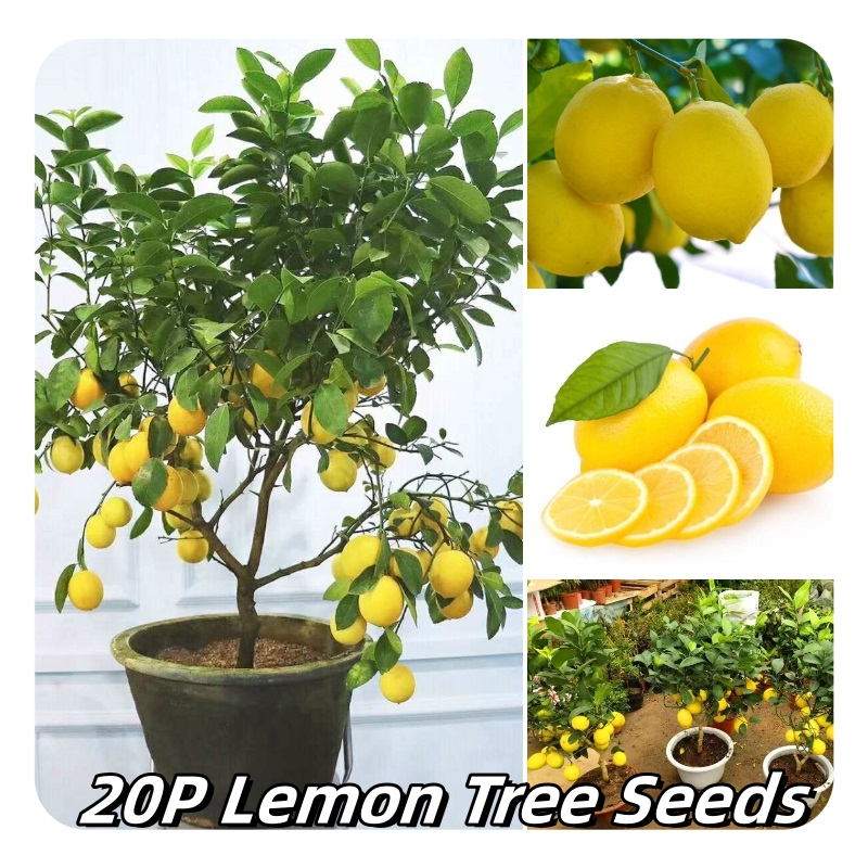 (20 Seeds） Dwarf Lemon Tree Seeds for Planting[Easy to grow in the ...