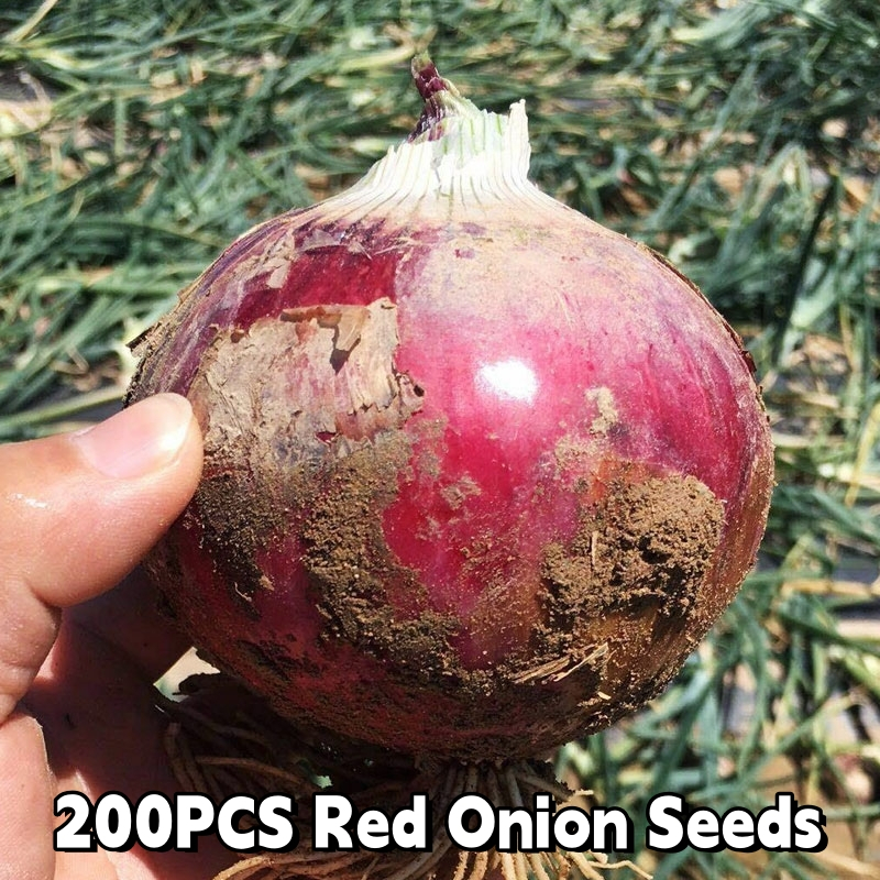 200Pcs/Pack Red Onion Seeds-Red Hawk Variety Vegetable Seeds For ...