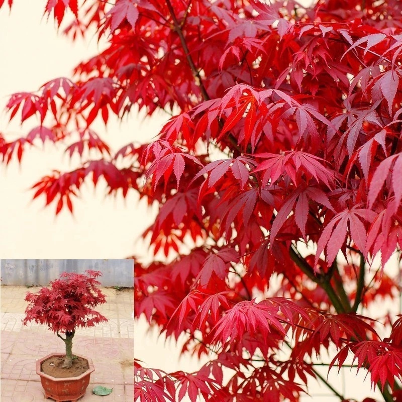 Japanese Red Maple Tree Seeds for Planting（50seeds/1pack）maple tree ...