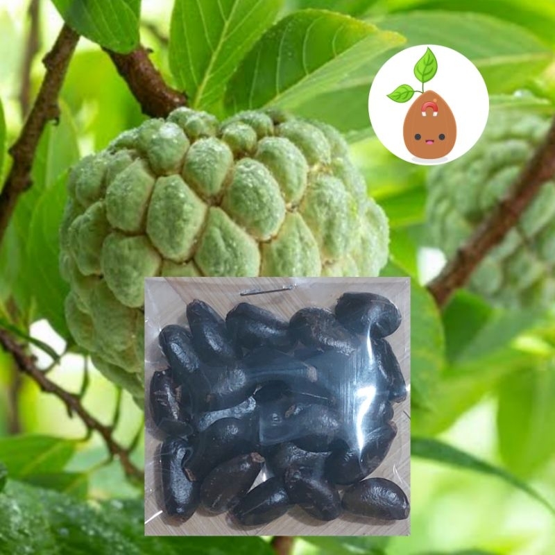 Atis Seeds Per Pack 22 Seeds | Shopee Philippines