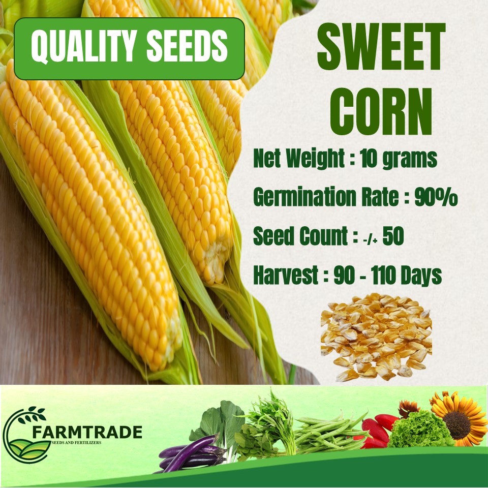 QUEEN SWEET CORN SEEDS - ( 50 seeds ) Light Yellow Colored Sweet Corn ...