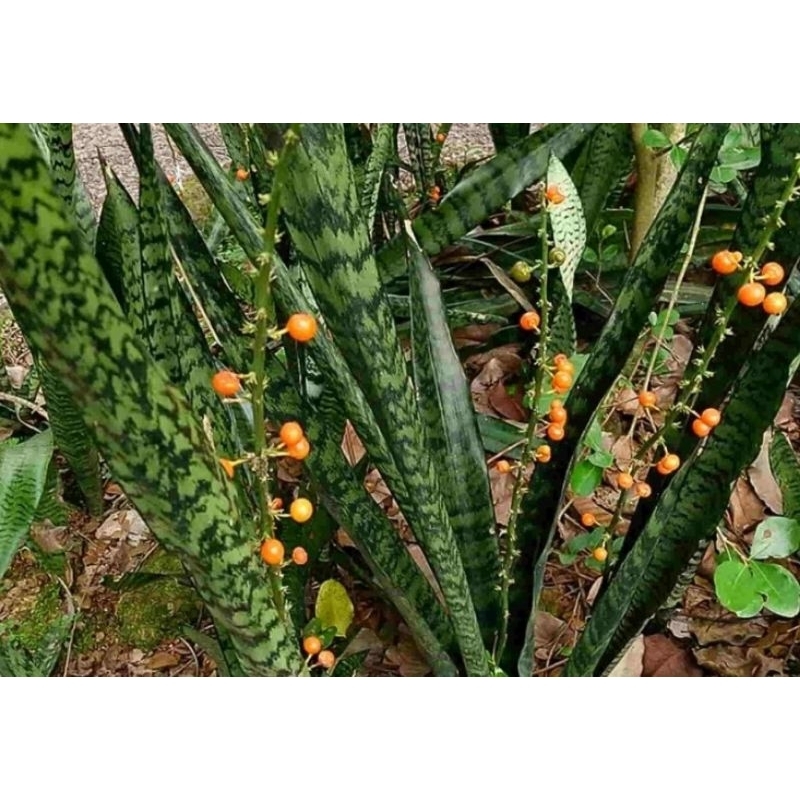 Sansevieria hyacinthoides/ African Bowstring hemp ( Halaman na/ Stem ...