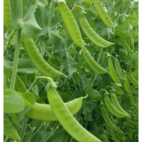 Snow pea Seeds - (30seeds/1pack)Promo Sale Chinese Big Variety Snow Pea ...