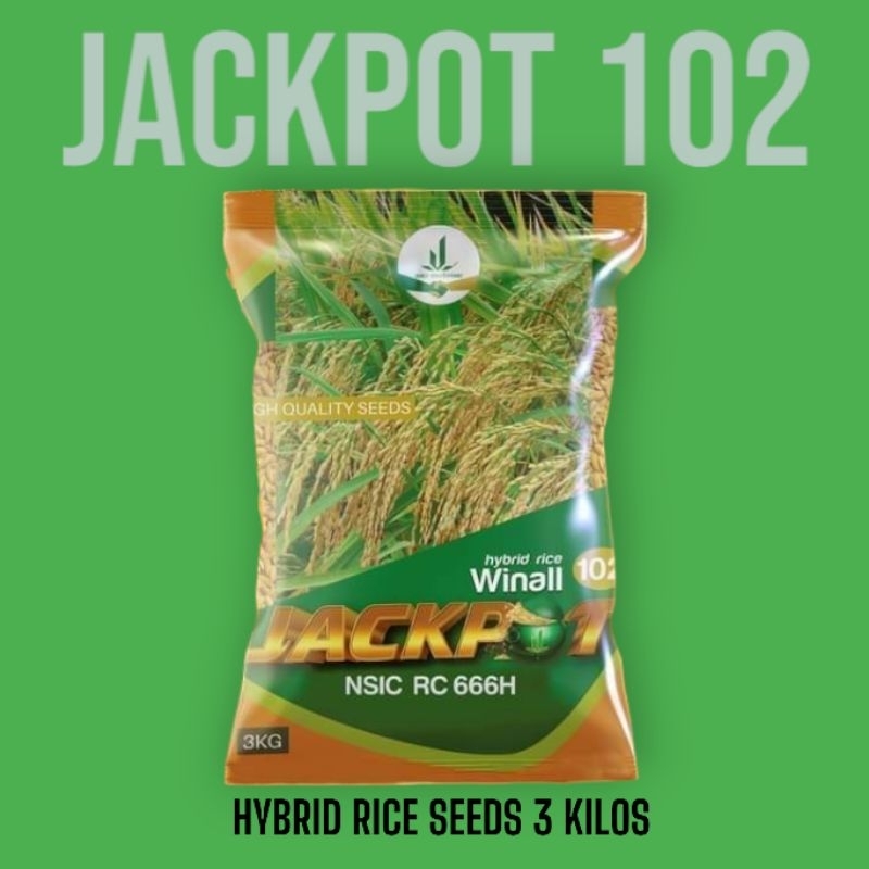 JACKPOT 102 Hybrid Rice Seeds 3kls by Leads Agri | Shopee Philippines