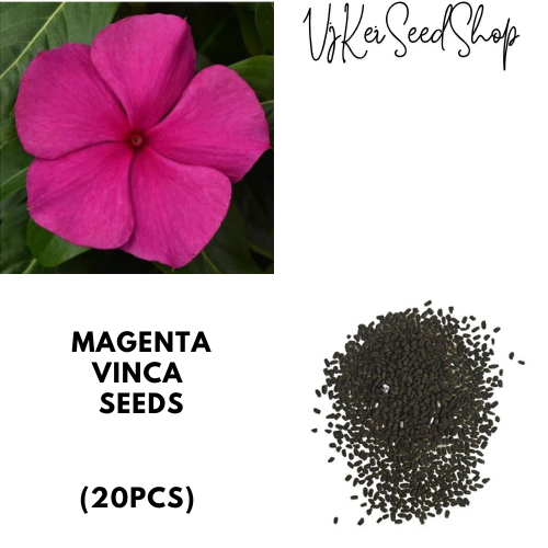 Vinca Magenta Seeds (20pcs) | Shopee Philippines