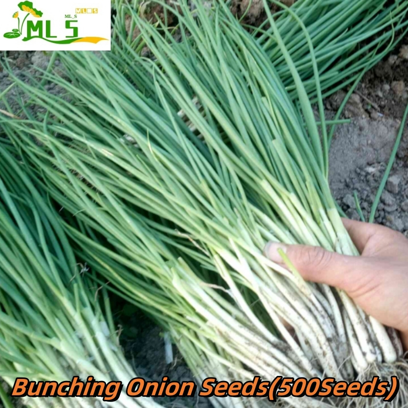 Bunching Onion Seeds(500Seeds/Pack)/Dahon Sibuyas/Spring Onion Seeds ...
