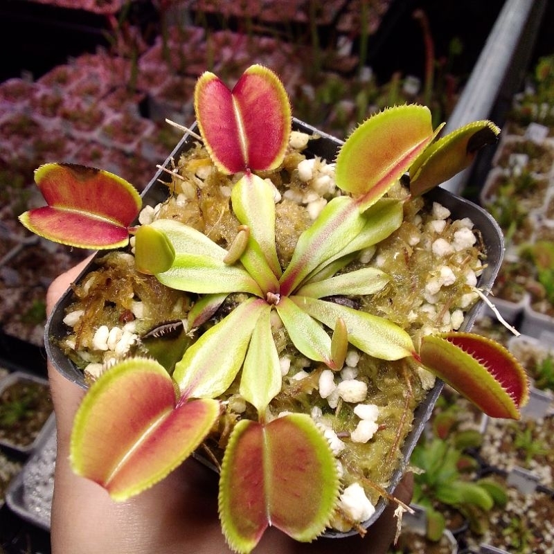 PERISCOPE Venus Flytrap (potted / carnivorous plant / seeds ) | Shopee ...