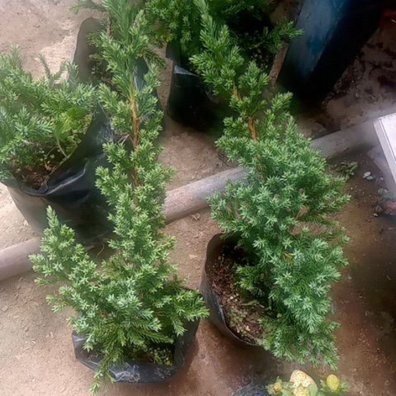 creeping juniper small size | Shopee Philippines