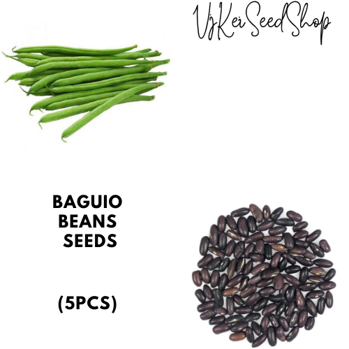 Baguio Beans Seeds (5pcs) | Shopee Philippines