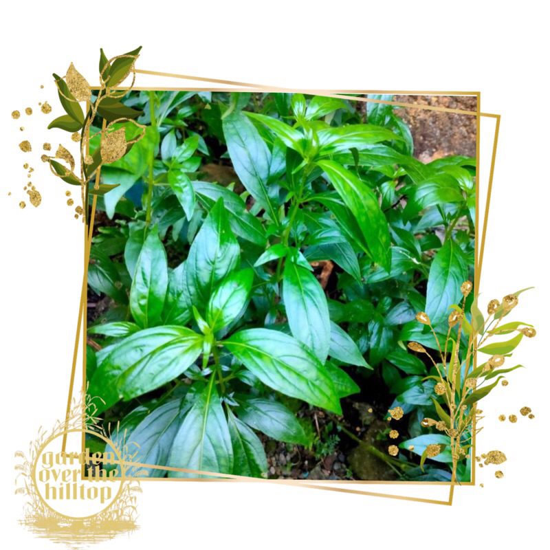 serpentina sinta king of bitter herb herbal seeds (50+ seeds) | Shopee ...