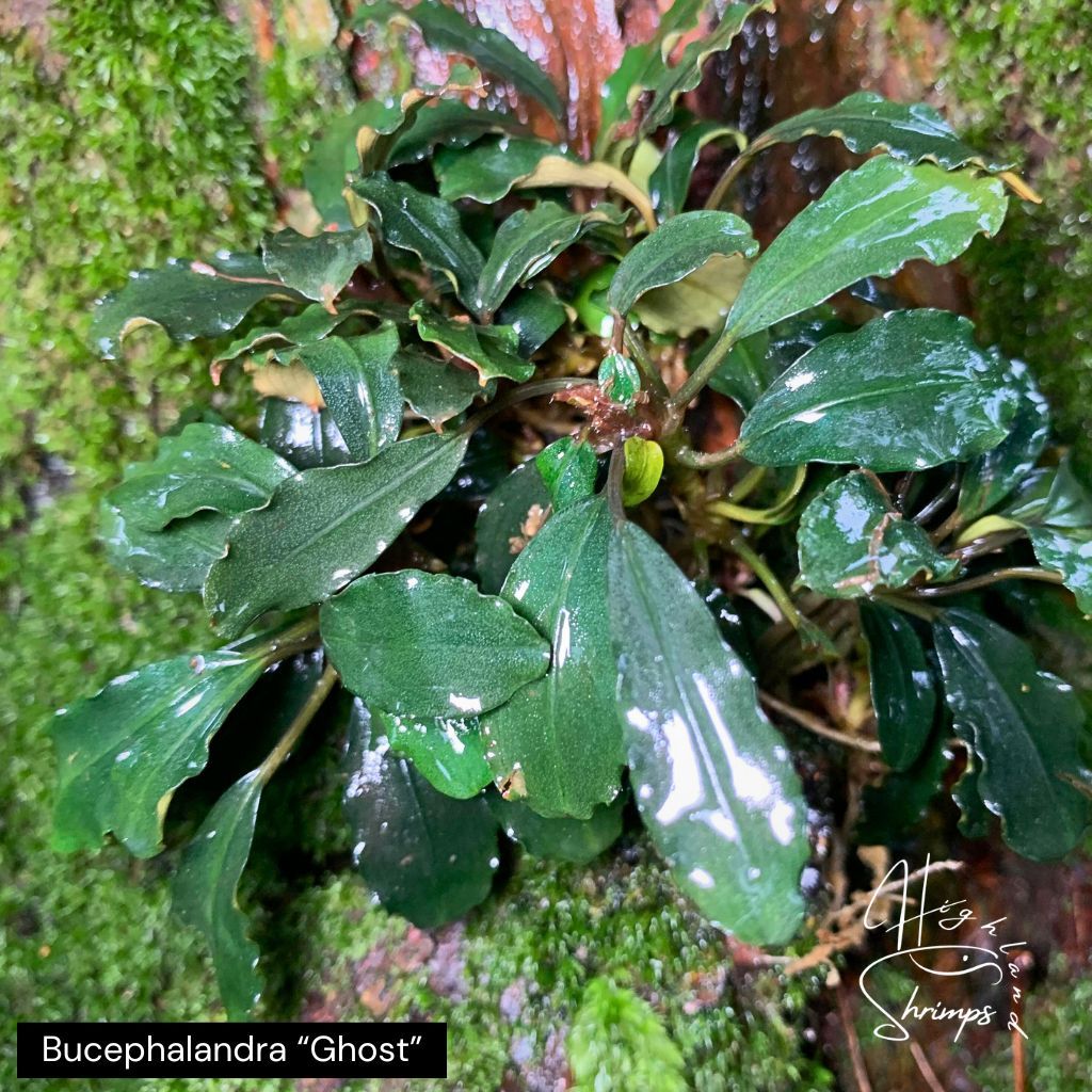 Bucephalandra Ghost Submerged Form | Shopee Philippines