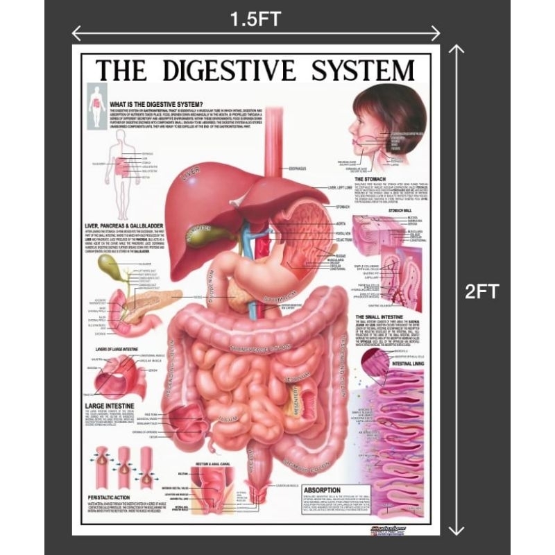 TARPAULIN EDUCATIONAL POSTER THE DIGESTIVE SYSTEM | Shopee Philippines