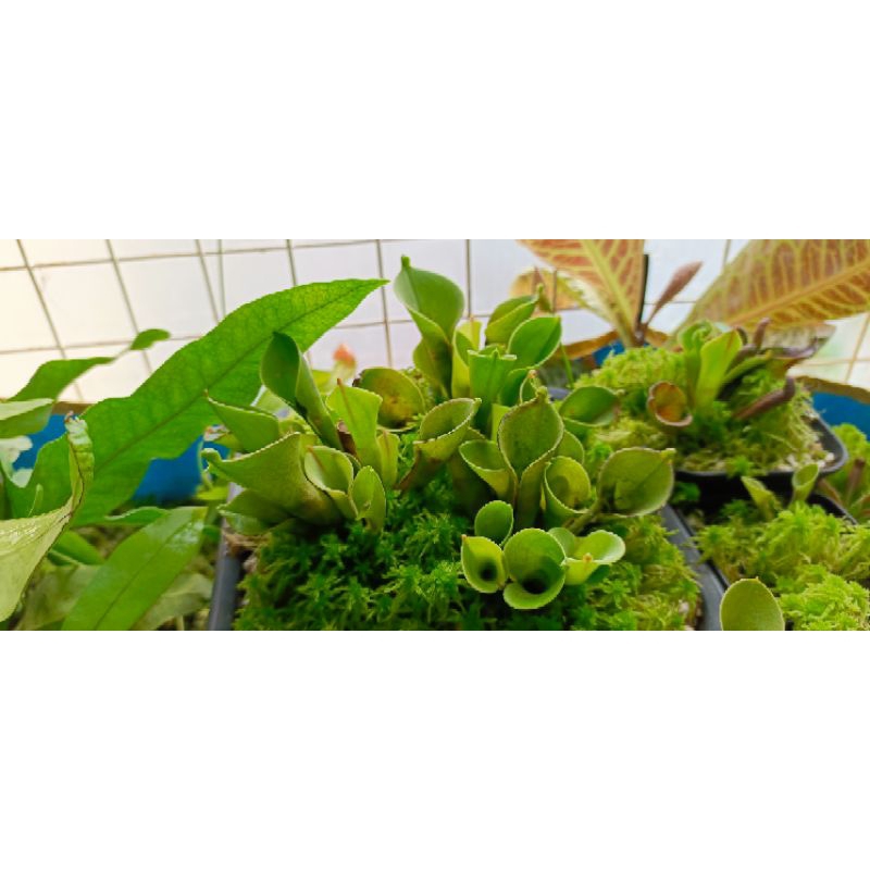 Heliamphora (Outdoor Grown) | Shopee Philippines