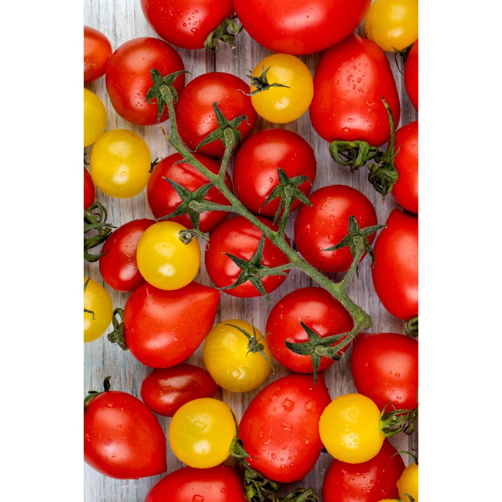 Tomato Roma Seeds: Athena, Roma, Cherry Tomato, Champ, Floradade, Pink ...