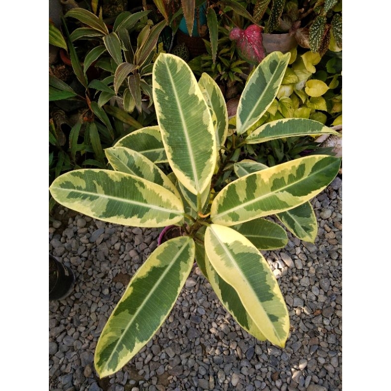 Doescheri Rubber Tree 2 ft up_Ficus_Albo_Vafiegated_Gift_ | Shopee ...