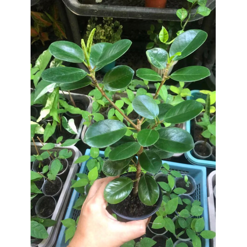 LIVE ROOTED Ficus Nana / Money seedlings for bonsai | Shopee Philippines