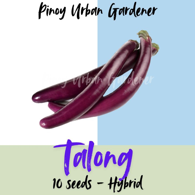 HIGH YIELDING HYBRID EGGPLANT SEEDS | Shopee Philippines
