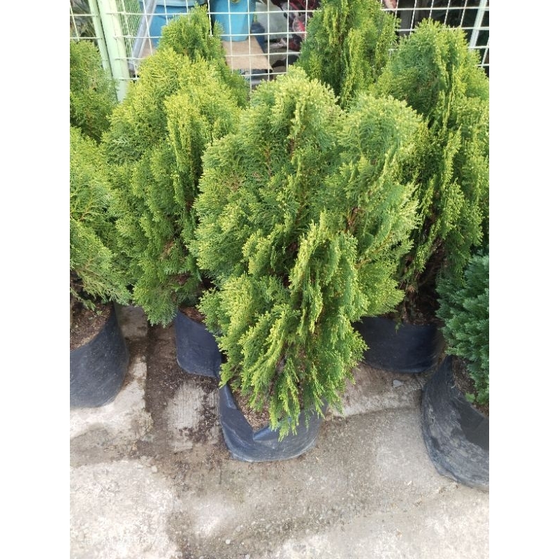 Fan//Pine//Cypress//Big/Size/ Air Purifier | Shopee Philippines